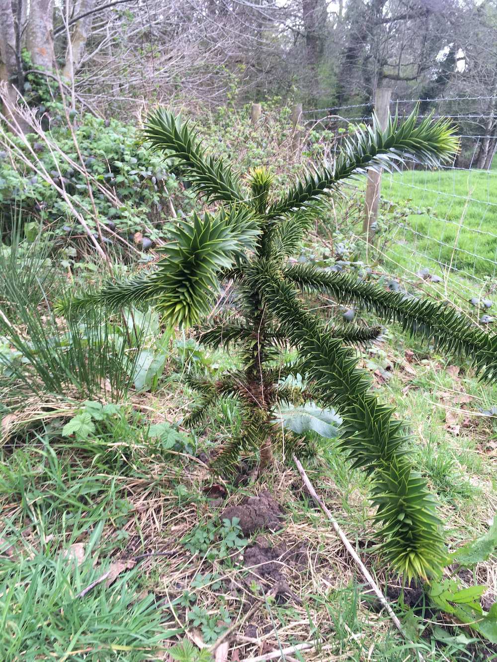 Is this your monkey tree? – Bunbury Village